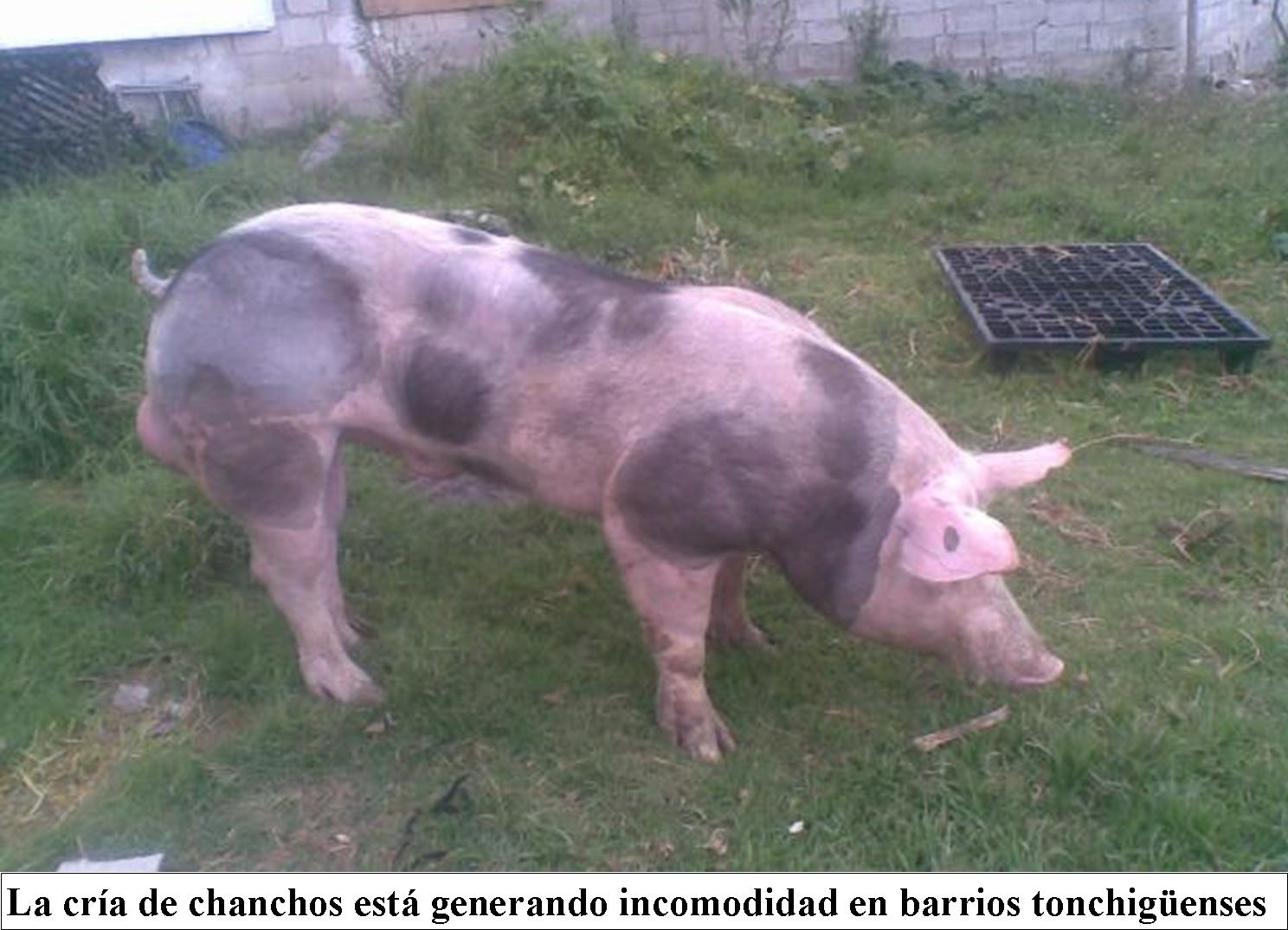 Tonchigüe al día: Criadero de chanchos en San Antonio incomoda a ...