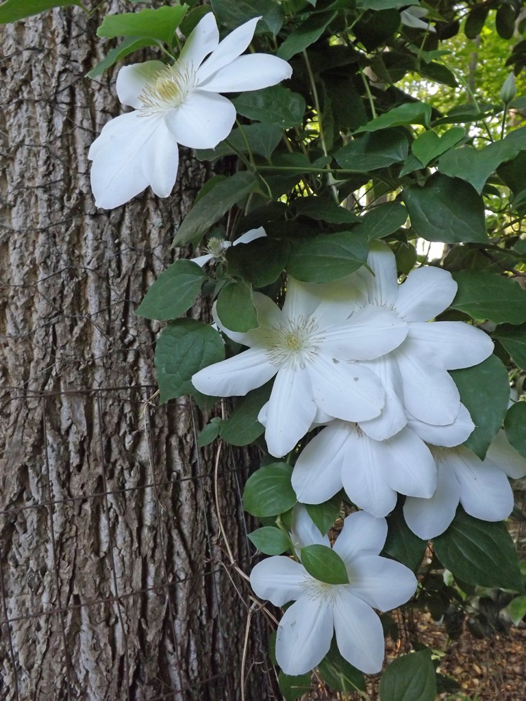 MARIETTE'S BACK TO BASICS: {Our Clematis lanuginosa 'Candida'}