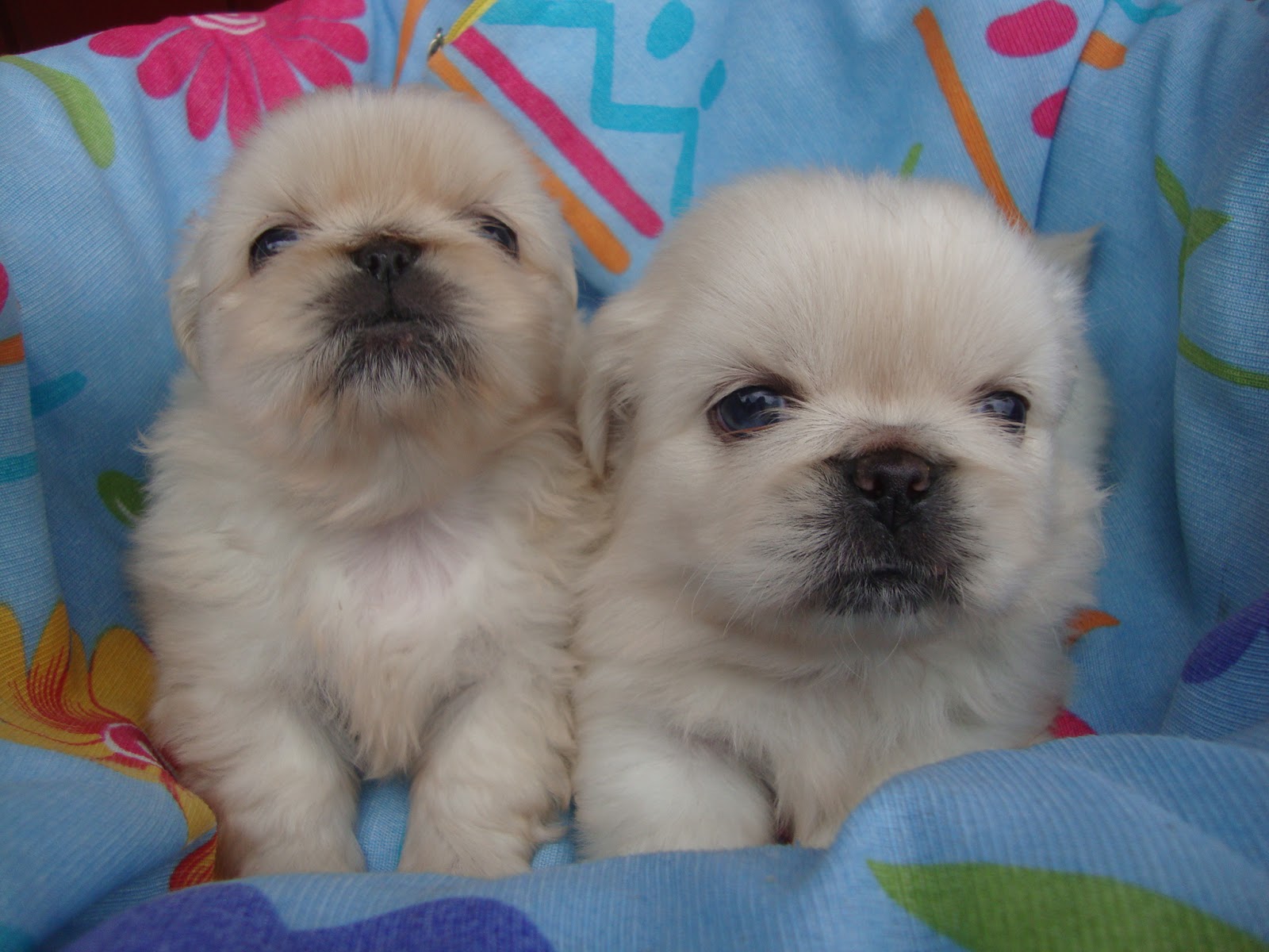Lindos cães: Lindos Filhotes de Pequinês
