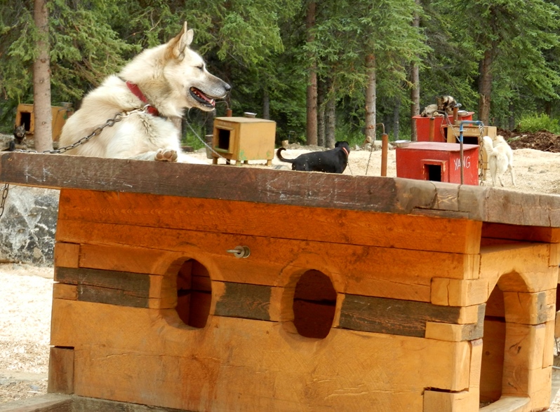 Joy of Discovery: Jeff King's Husky Homestead