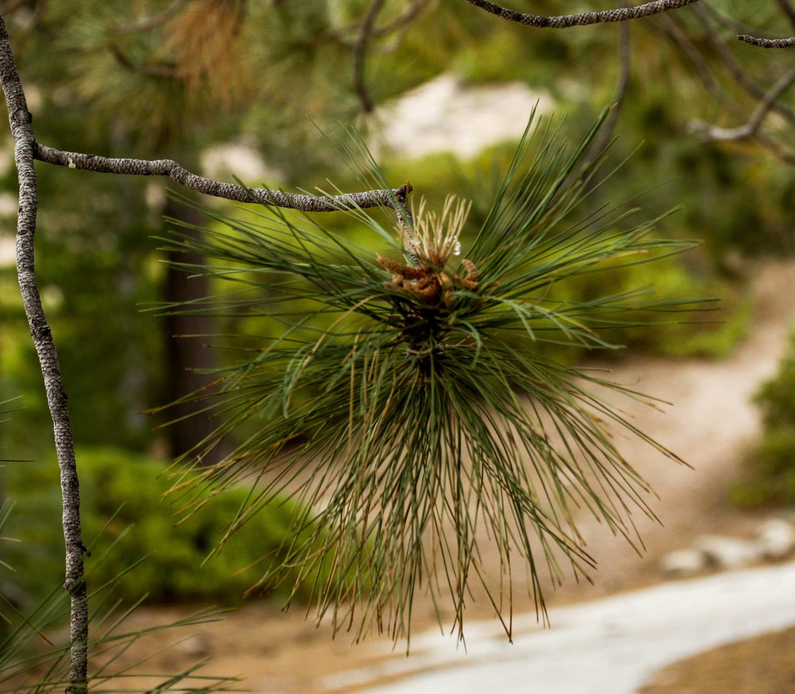 Ballard Light Capture: Angeles Forest-Pine Growth Macro