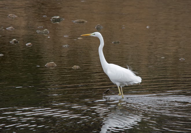 BIRDING - Kyoto, Kansai and Japan: egrets