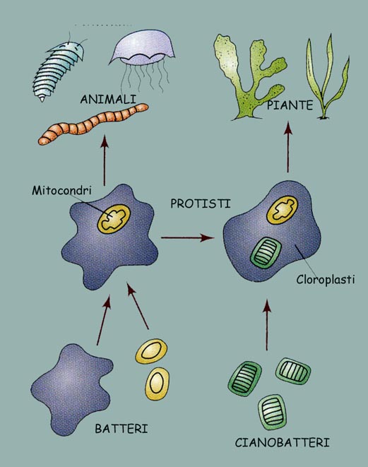 BIOLOGIA: Teoría de la Endosimbiosis