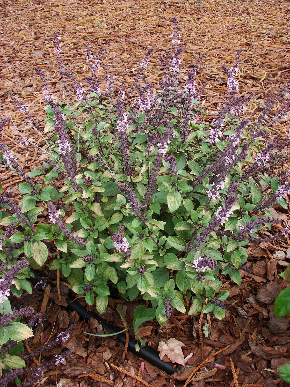 Earth Shattering Gardening: Edible Landscapes: So Good You Could Eat ...