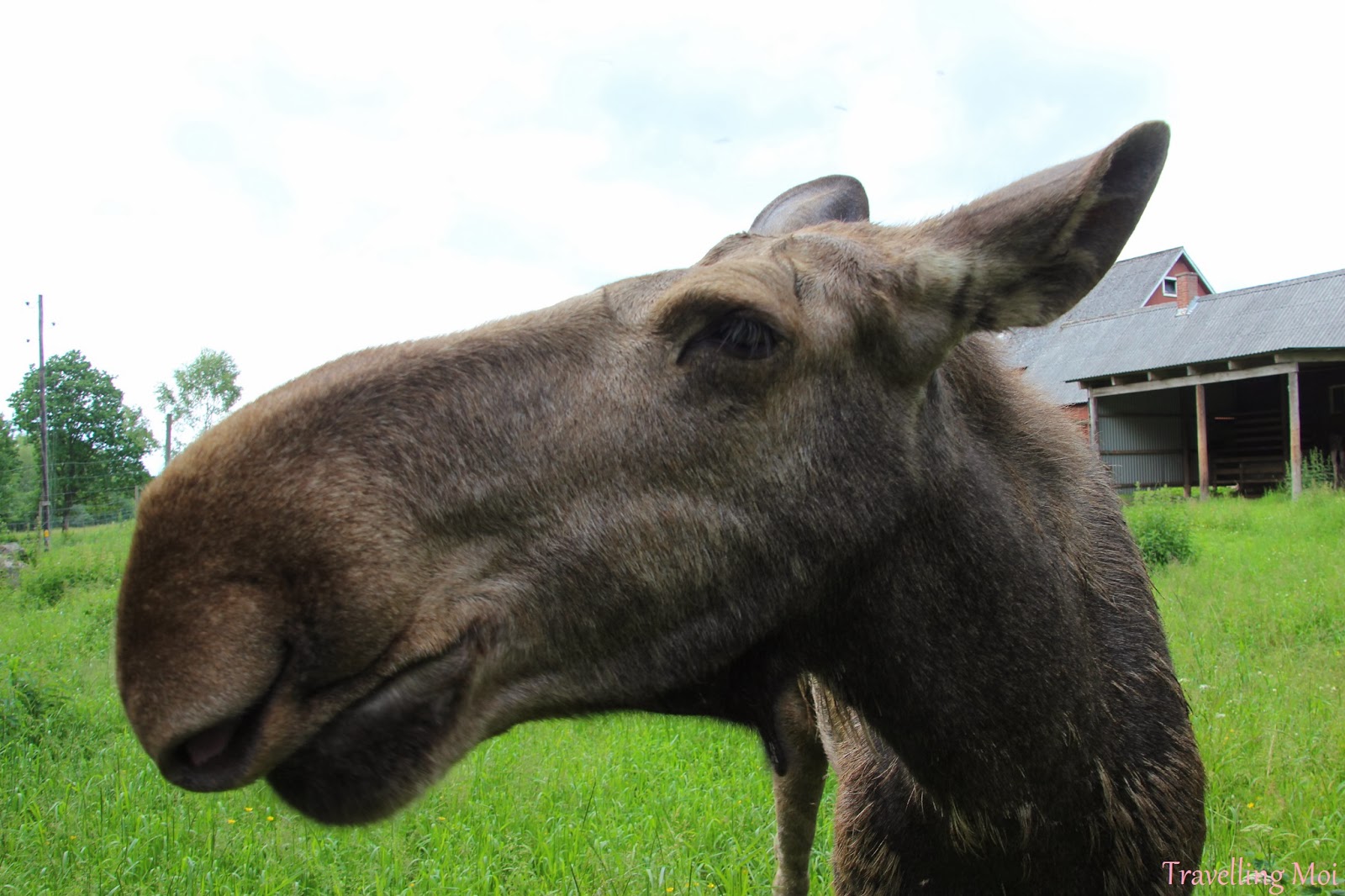 Travelling Moi: Moose Park in Skåne