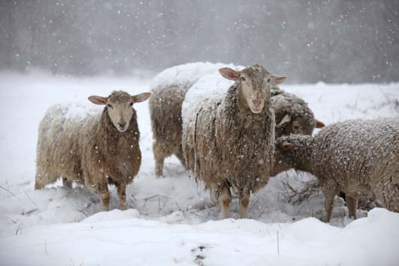 Getting Stitched on the Farm: Scenes with Sheep and Falling Snow