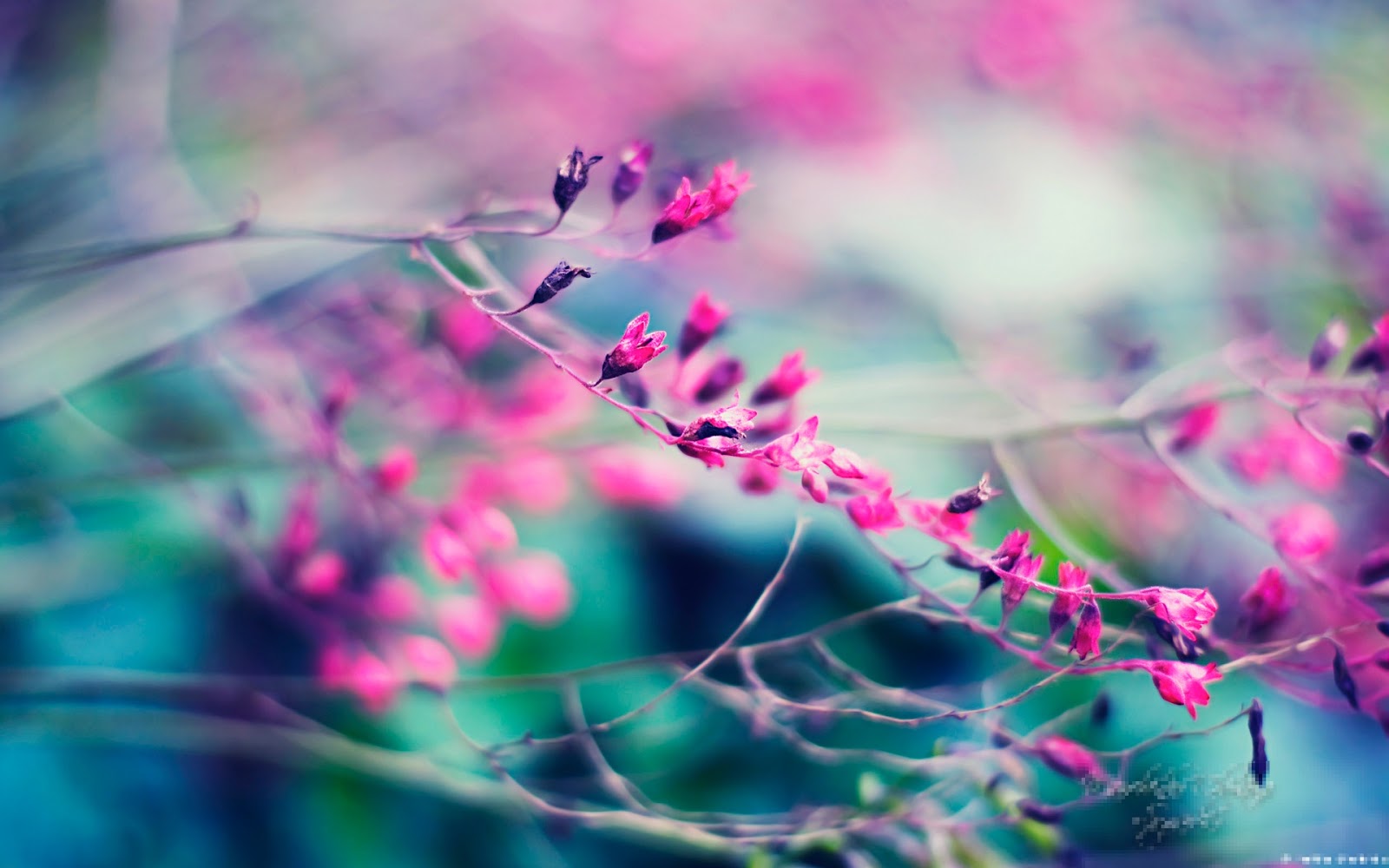 Fondo flores wallpaper HD - Imagui