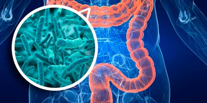 FLORA BACTERIANA INTESTINAL ~ Medicina Alternativa en Naturopatia