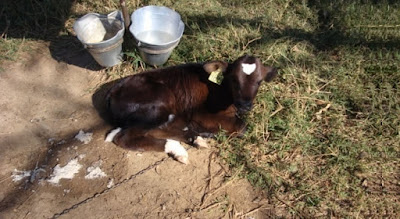 PRODUÇÃO DE RUMINANTES 2017: CINCO PRINCIPAIS DOENÇAS EM BEZERROS LACTANTES