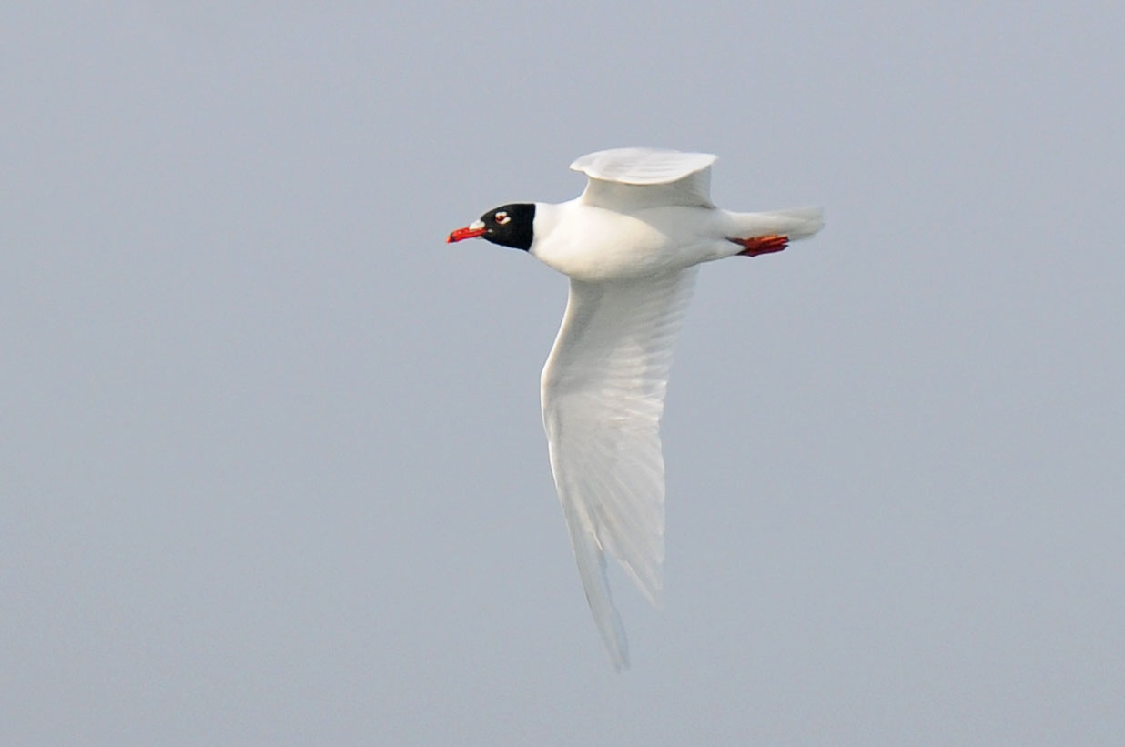 Bill's Birding: Mediterranean Gulls