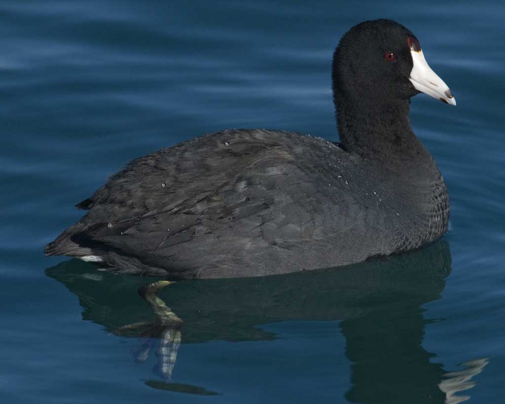 Out4aduck - A record of my birding year: American Coot & around North ...
