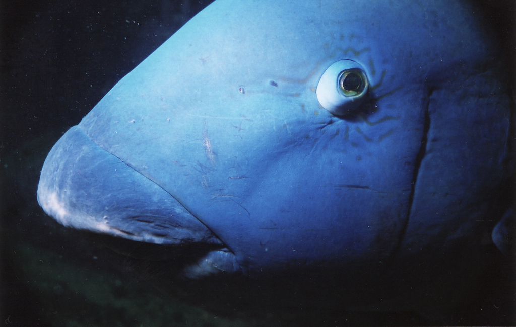 AQUATICHYK: EASTERN BLUE GROPER / Achoerodus viridis