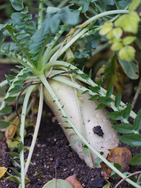 Gartenblog Geniesser-Garten : Gemuesegarten im November