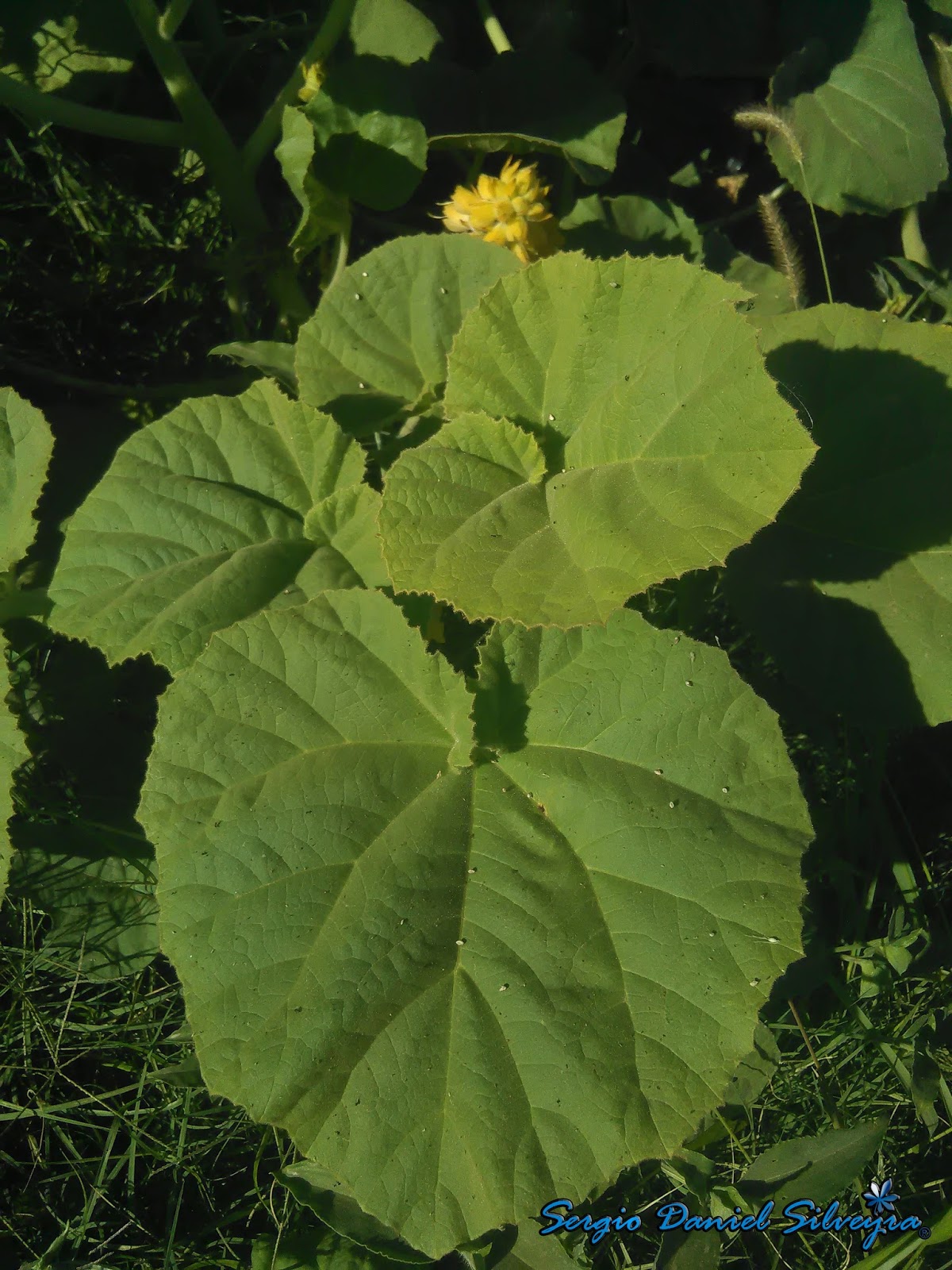 Flora Nativa de Entre Rios