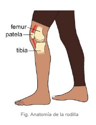 Enfoque Ocupacional en la Red.Salud y Seguridad Laboral: Bursitis ...