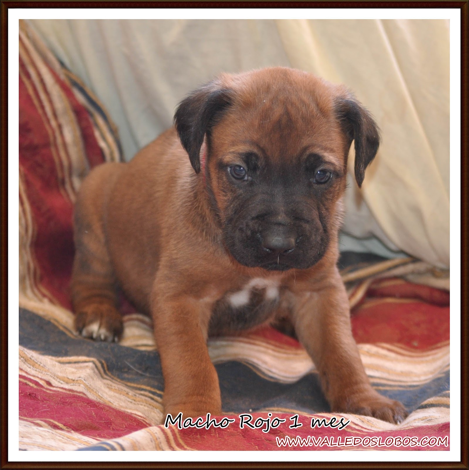 Rhodesian Ridgeback y Vizsla.VALLE DOS LOBOS.: Los cachorros de ...