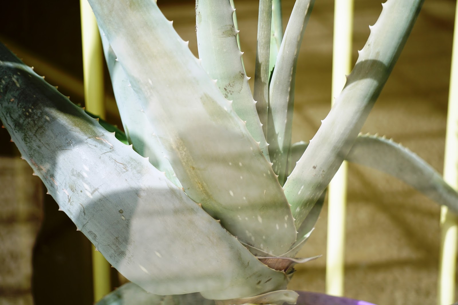 Plantas de Huerta Otea, Salamanca: Sábila, áloe de Barbados (Aloe vera)