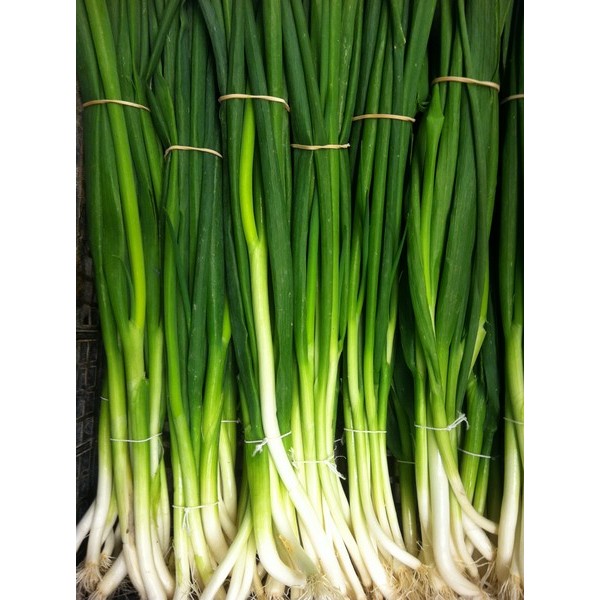 Cebollino; Allium schoenoprasum