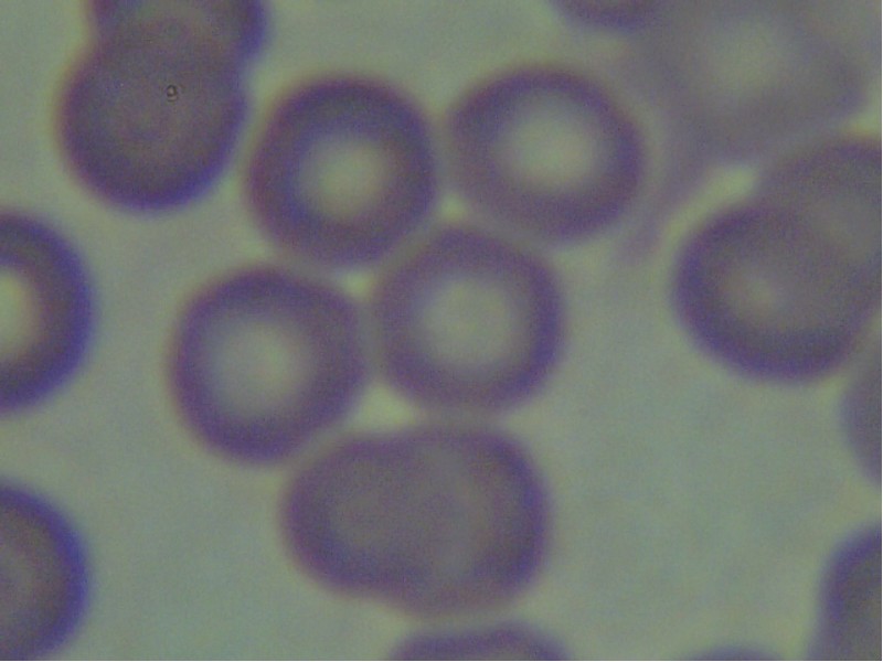 Penggunaan Optilab viewer dan Image Raster