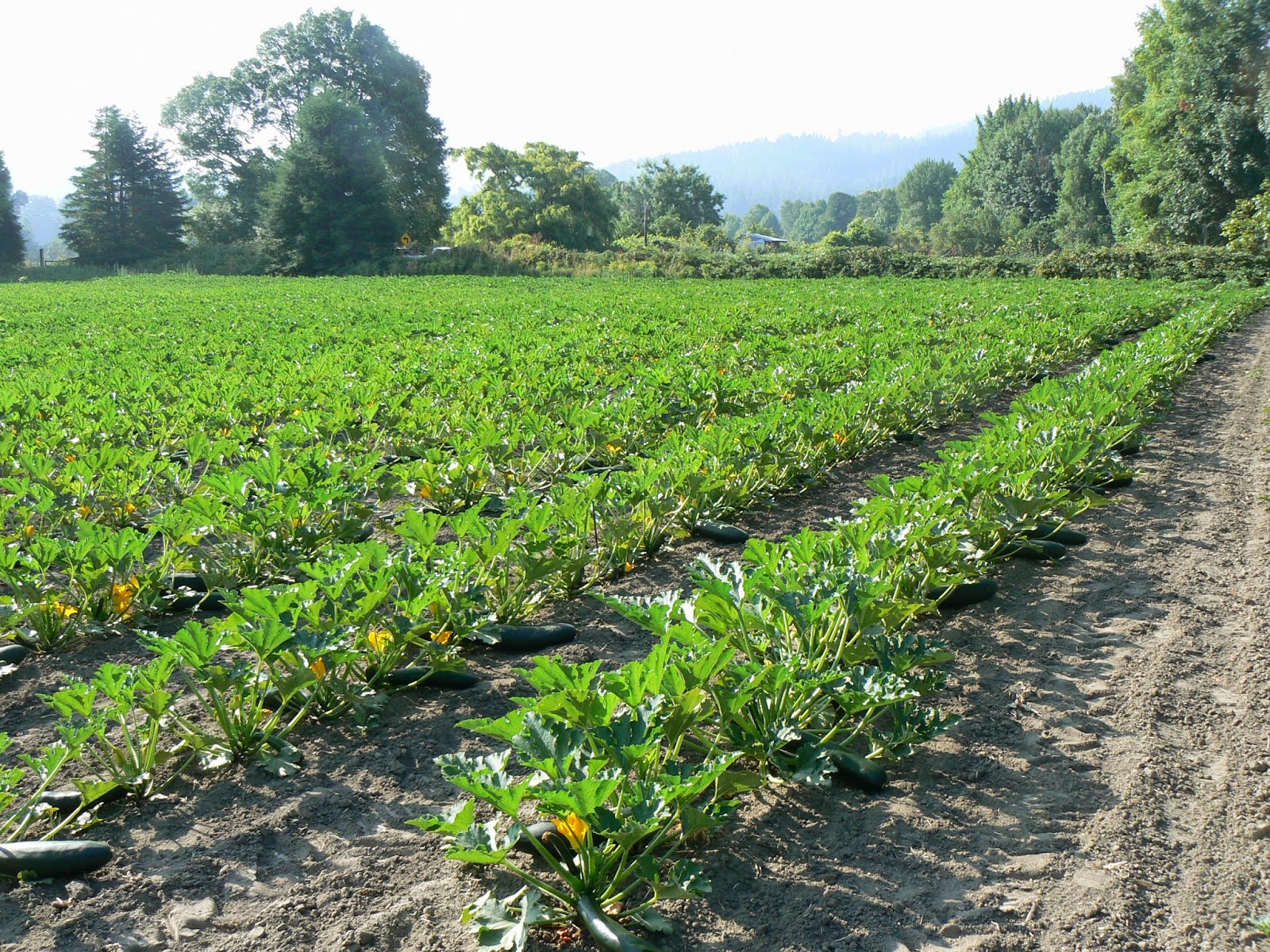 Seed Revolution Now!: Working Together To Build The California Seed Network