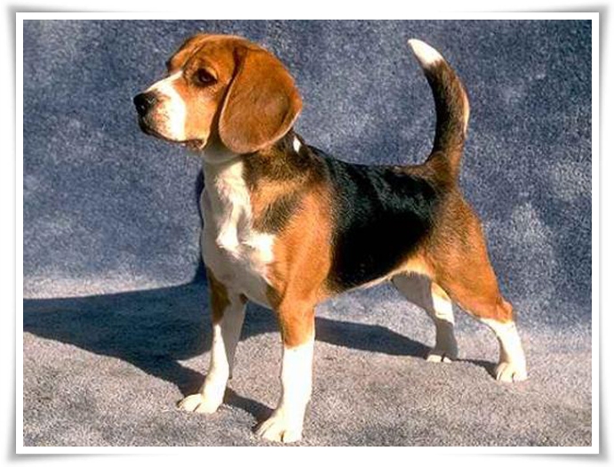 Dog Breeds Starting With B - Dog Breeds