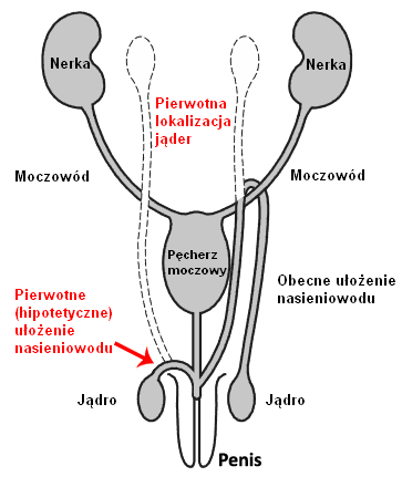 : O czym mówię, kiedy mówię o oewolucji