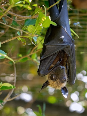 How Do Bats Land Upside-Down?