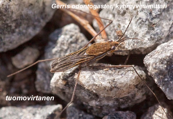 tuomovirtanen: Suomen luteet-Heteroptera-Bugs of Finland