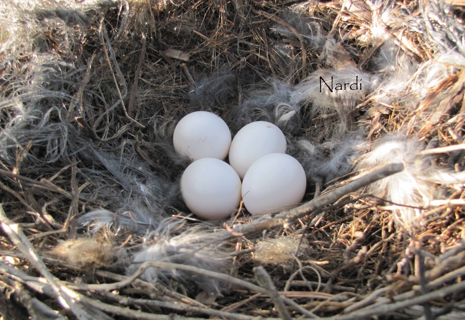 NARDILEON: Buho chico (Asio otus)