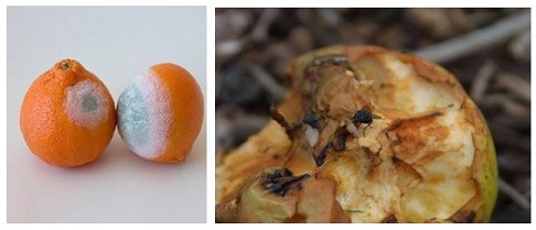 Food Spoilage | Learn Microbiology