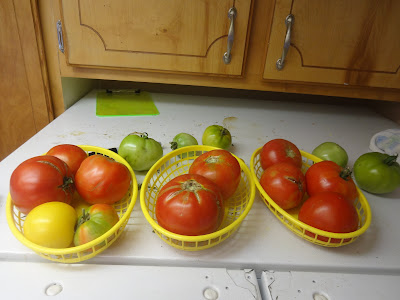 The Scientific Gardener: Fridge Tomatoes