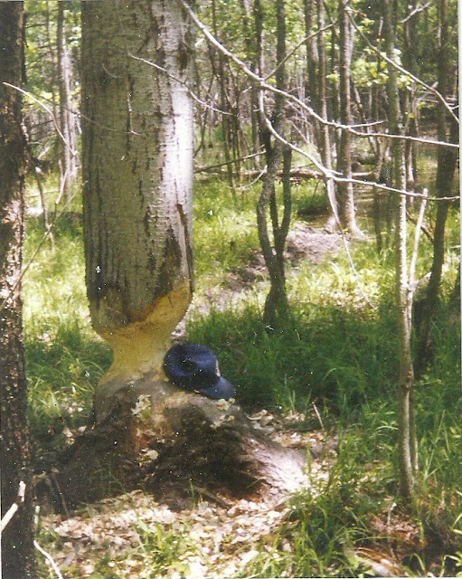 Beaver Dams, Ponds, Lodges and Ingenuity: Bob Arnebeck's Essays on ...