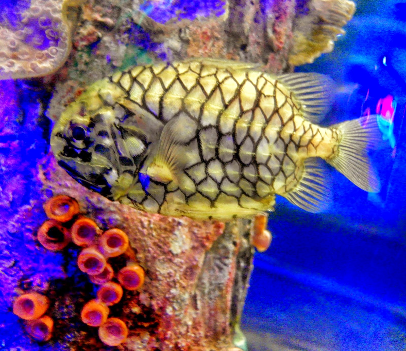 PINECONE FISH photos - wallpapers | the fun bank