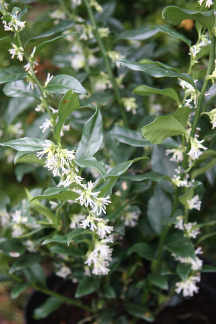 Winter flowering Sarcococca confusa - sweet box
