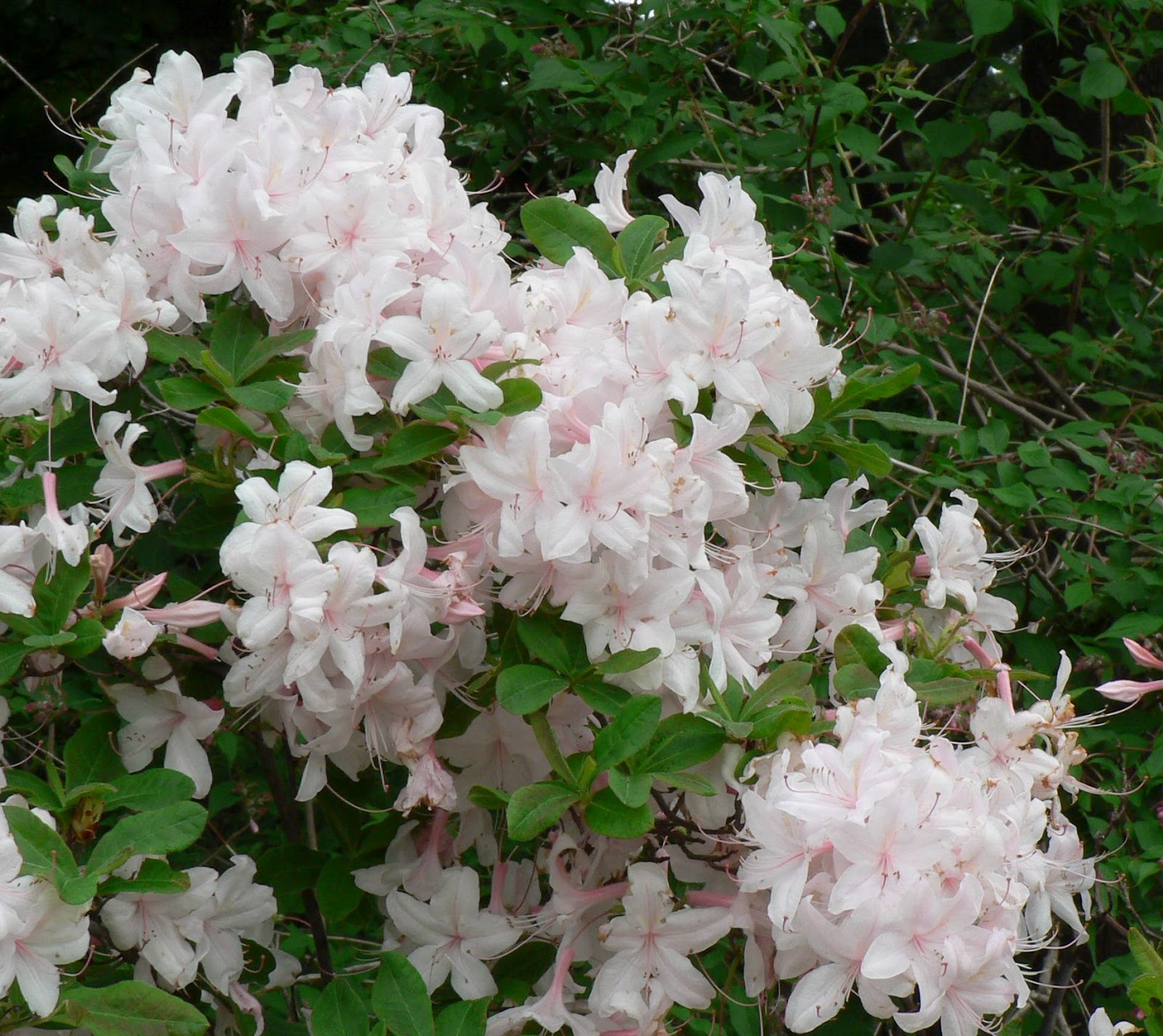 Visit My Garden: Hardy Azaleas at the Arboretum