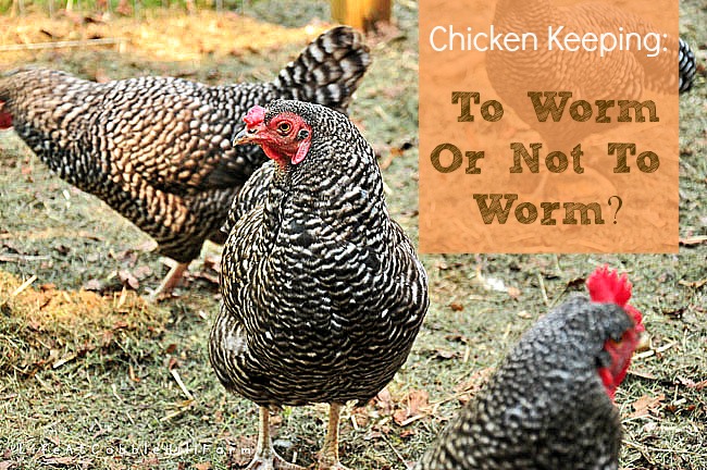 Chicken Keeping: To Worm Or Not To Worm? | Life At Cobble Hill Farm
