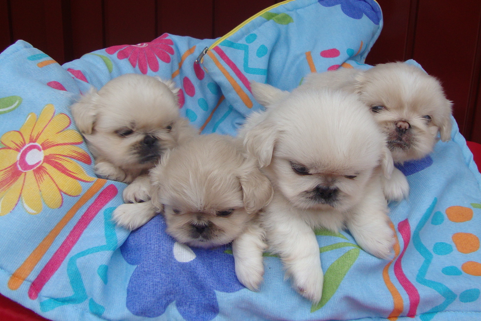 Lindos cães: Lindos Filhotes de Pequinês