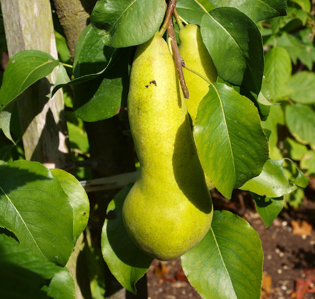 Mark's Veg Plot: Picking the pears