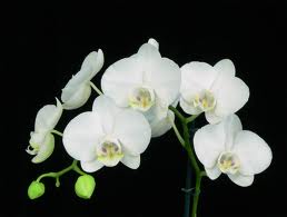 Amazing Plant: Phalaenopsis amabilis (Anggrek Bulan)