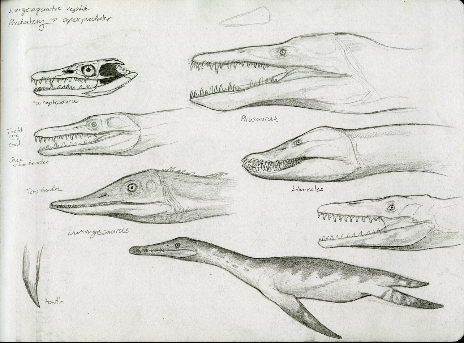 Pandora Concepts Of Animal