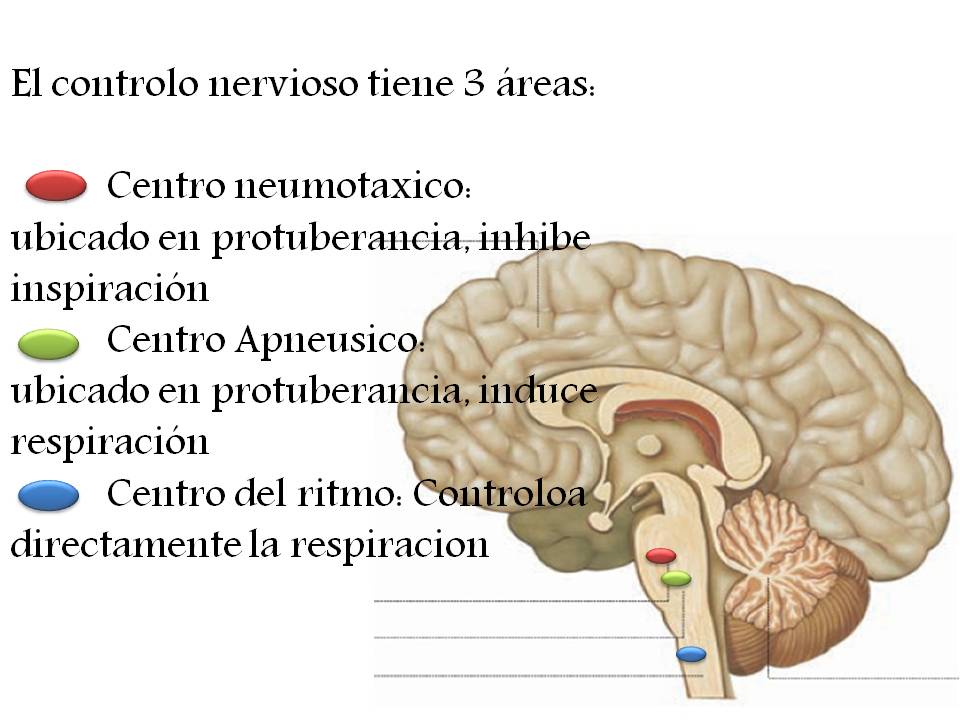FISIOLOGIA MEDICA: Centro de control respiratorio