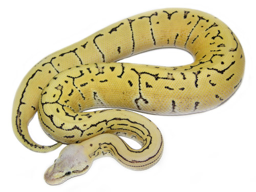 Tips Memilih Ular Dan Merawat Ular Ball Python ~ SainExotic