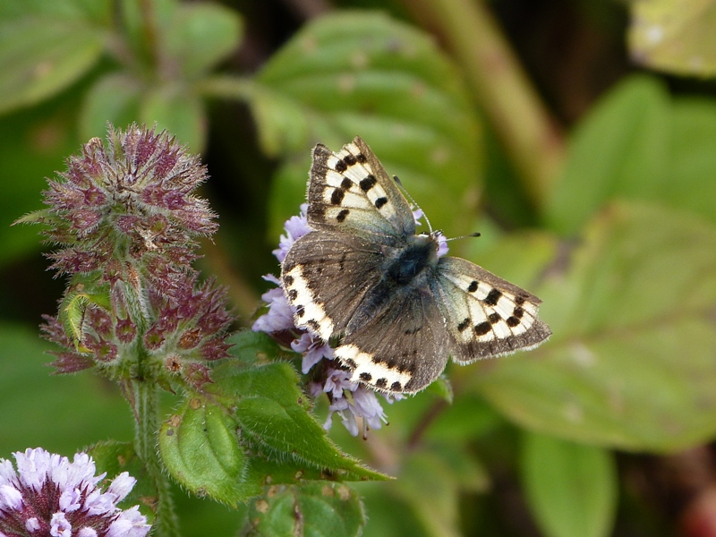 Butterfly Notes: Small Copper, Lycaena phlaeas, aberration schmidtii