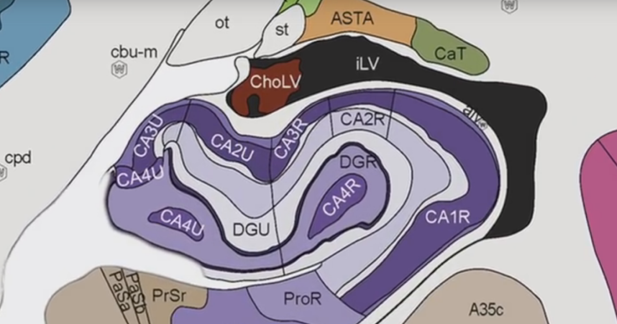 Human Brain Atlas Updated with Unprecedented Resolution