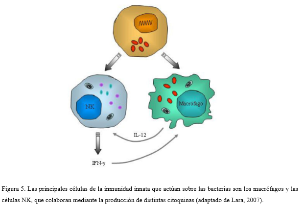 MECANISMO DE DEFENSA CONTRA EL HUESPED: SISTEMA INNATO COMO DEFENSA DE ...
