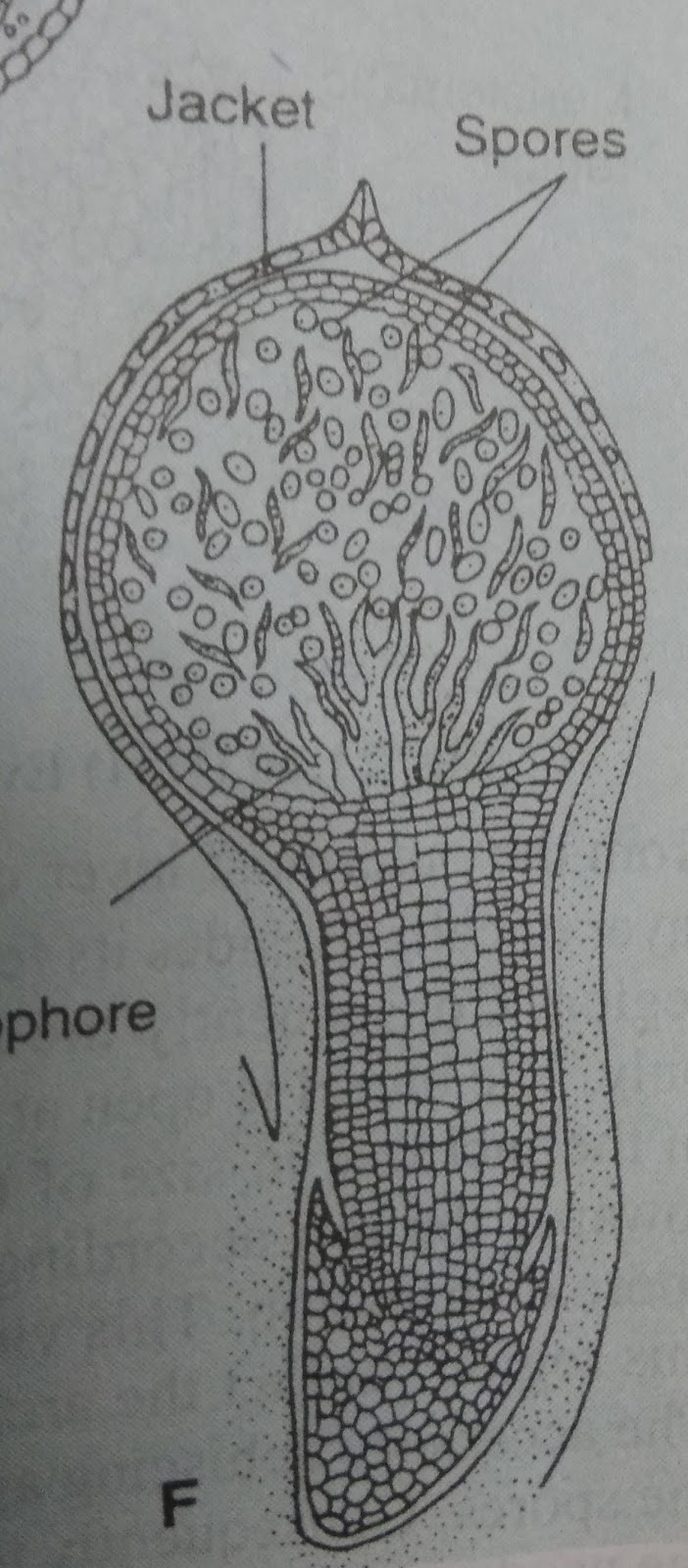 Department of Botany, Girraj Govt. College: Evolution of Sporophyte in ...