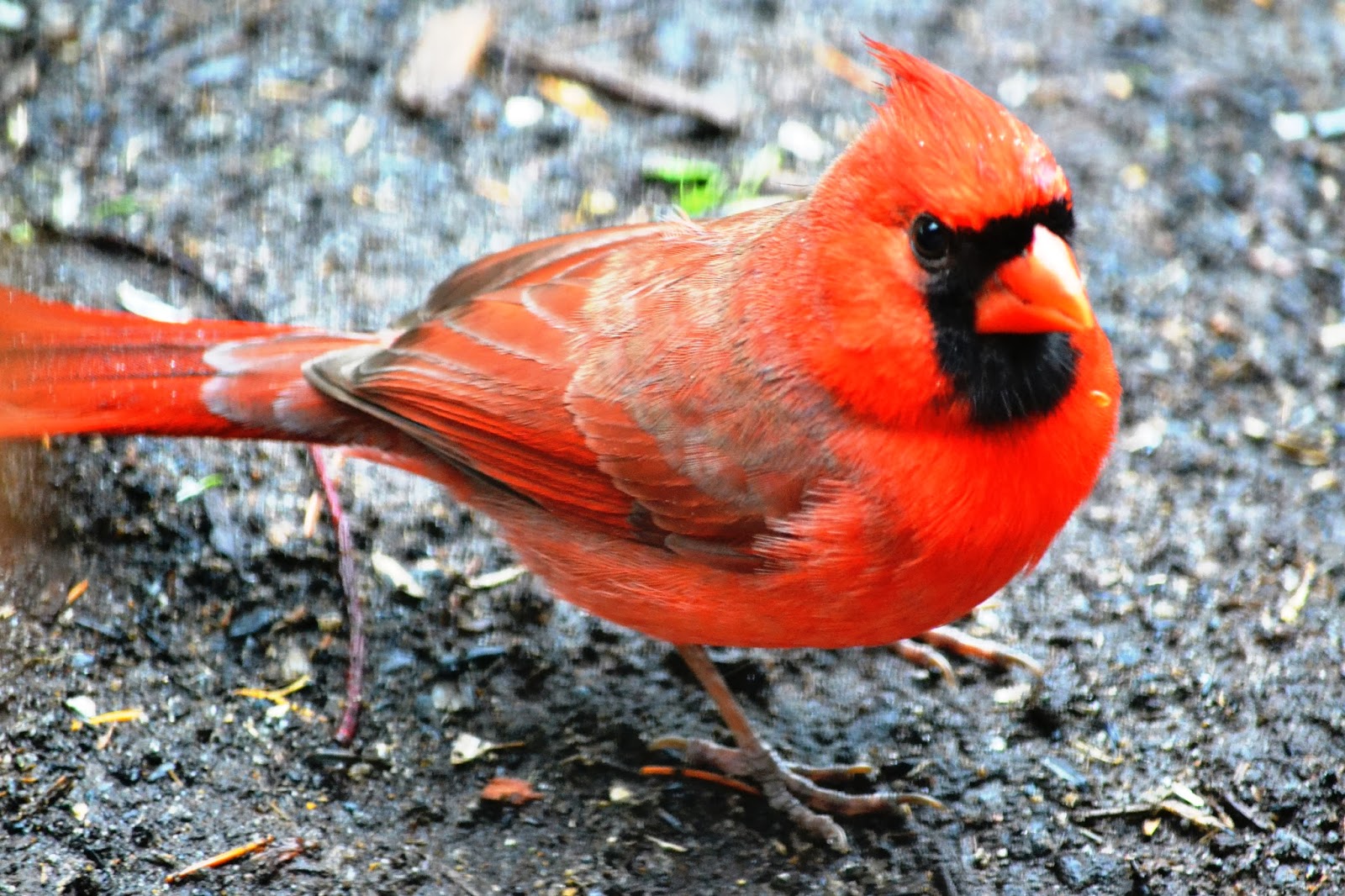 It's All About Purple: Snow Birds