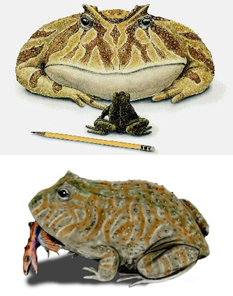 10 Spesies Katak yang Pelik Lagi Unik..!!