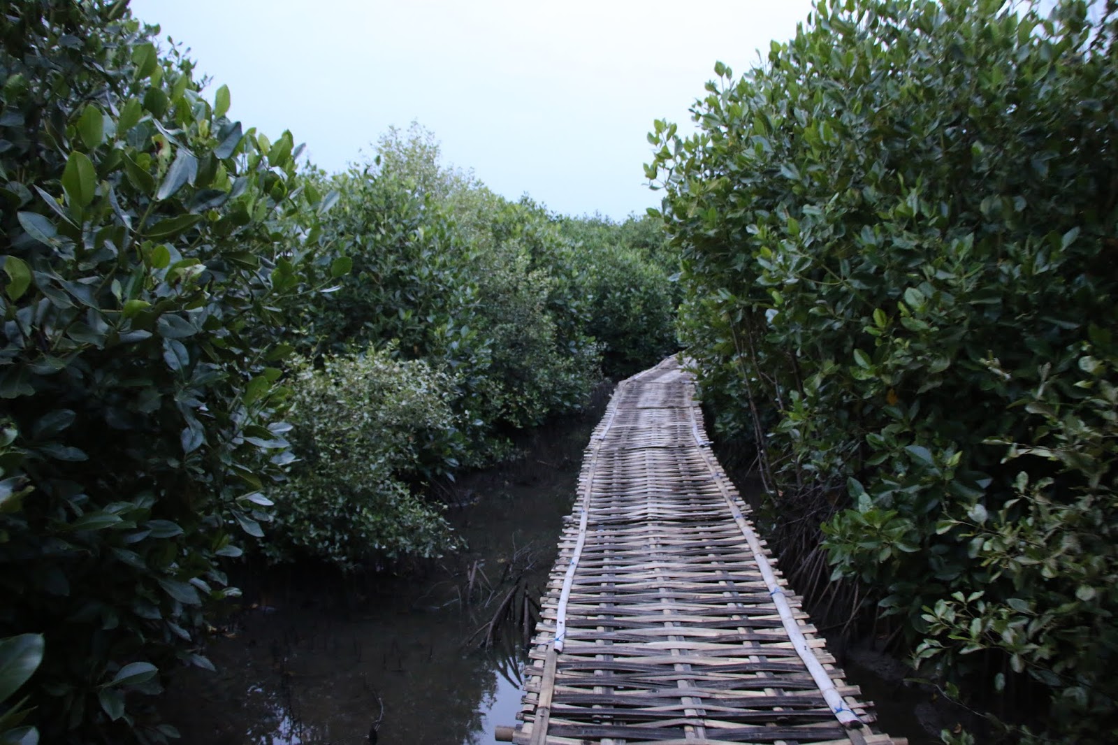 Hutan Mangrove Pantai Tiris Paris Indramayu - DEDDY DOANK