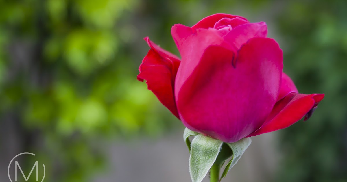 Spring Roses in our Garden - Mersad Donko Photography